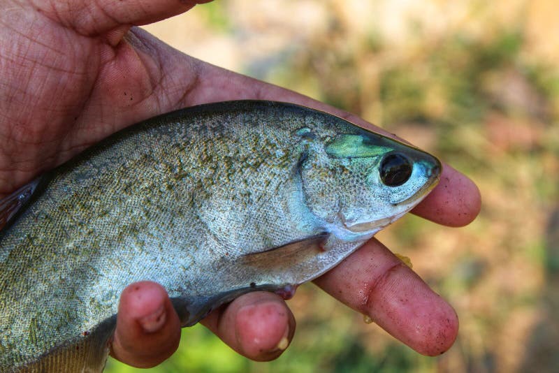 Clown Featherback Stock Photos - Free & Royalty-Free Stock Photos from ...