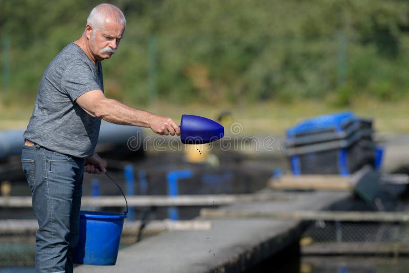 Fish farmer throwing feeds stock image. Image of hatchery - 282708189