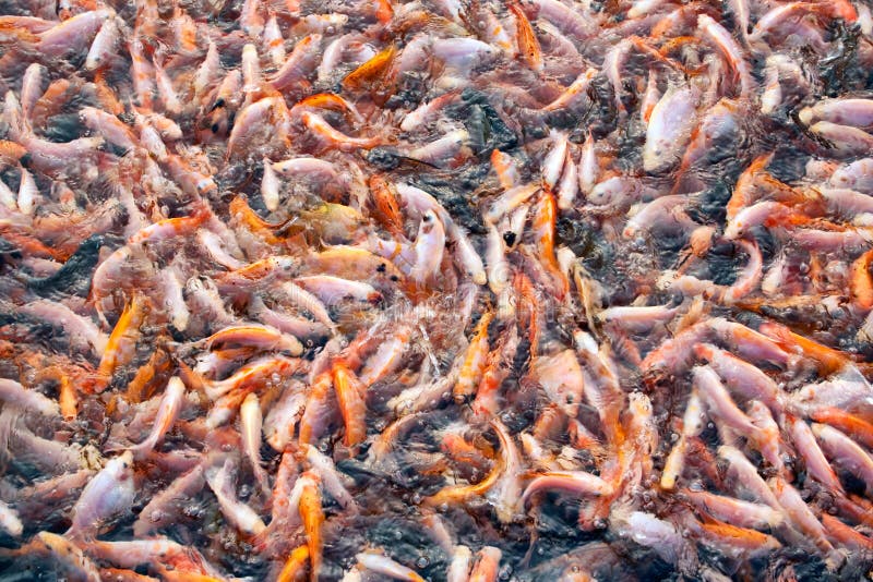 Fish farming stock photo. Image of water, swarm, agriculture - 13471358