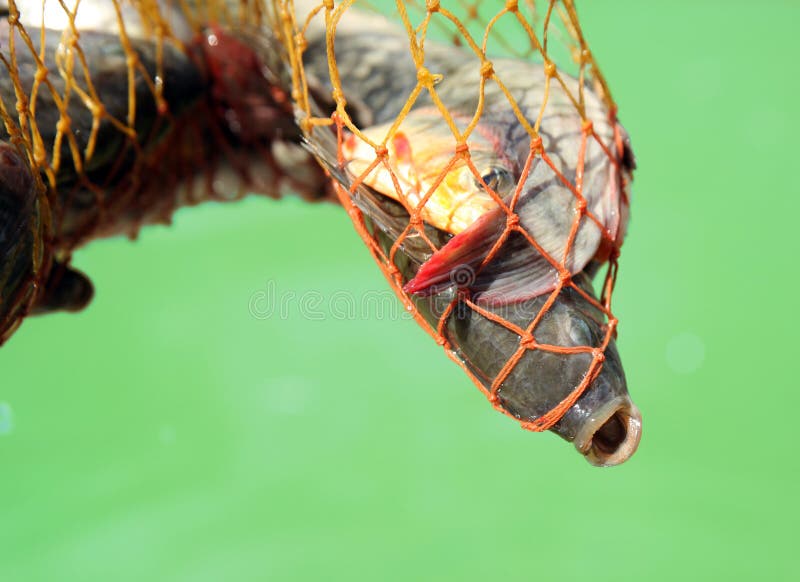 Fish farming stock image. Image of farming, outdoor, fresh - 14124793