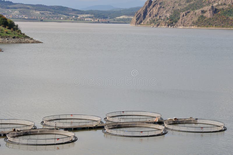 Fish farming stock photo. Image of pisciculture, circling - 16803422