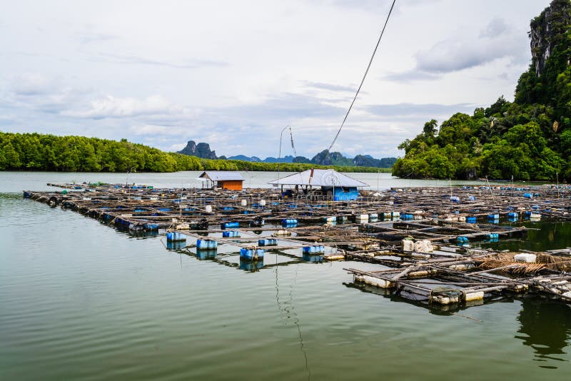Open water fish farm stock photo. Image of pond, fishery - 36062944
