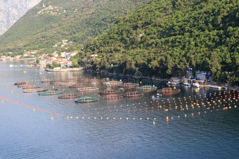 Fish Farming in the Bay of Kotor, Montenegro Stock Photo - Image of ...