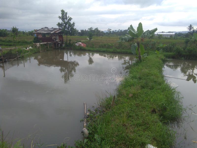 The Fish Farming Complex and the Pond are Neatly Lined Up Stock Photo ...