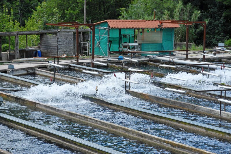 Fish farming in France stock photo. Image of industry - 311782646