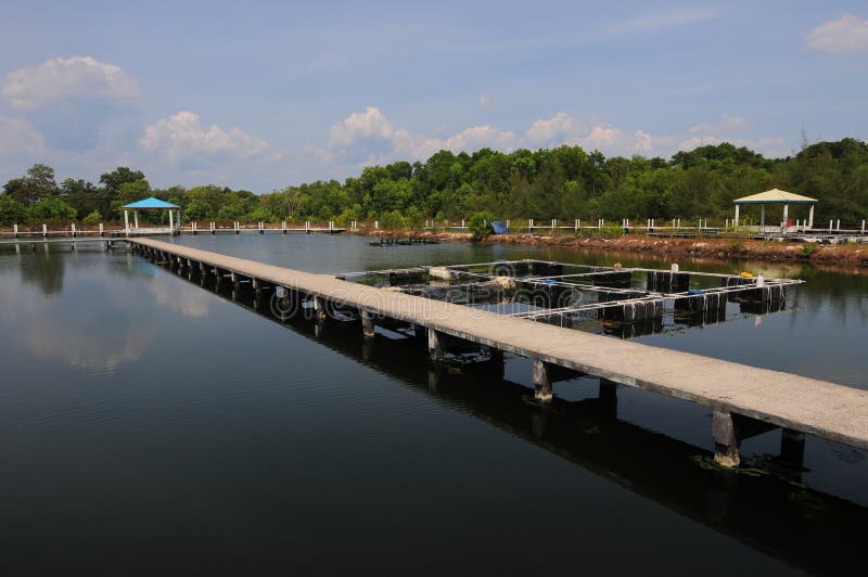 Fish farming stock photo. Image of fish, feed, river - 30270216