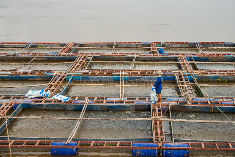 Fish farming editorial stock photo. Image of pool, agriculture - 245915048