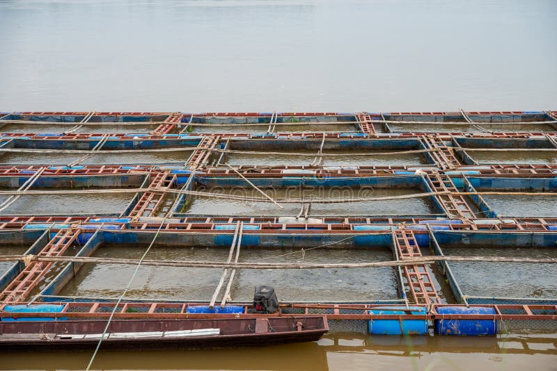 Fish farming stock photo. Image of fresh, production - 245915096