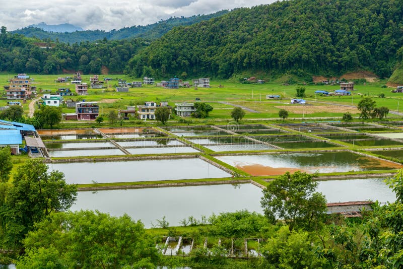 Fish farming in Nepal stock photo. Image of lagoon, calm - 76300496