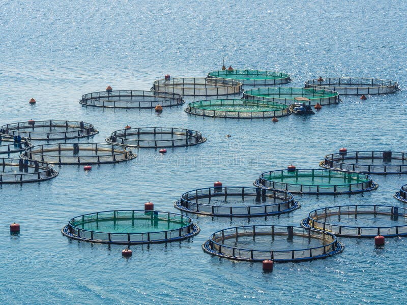 Sea Fish Farming in Round Net with Floating Cages in Iceland. Overhead ...