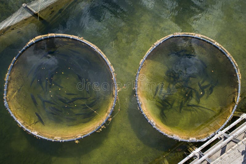 Fish Farming in Pure Spring Water Stock Photo - Image of pure, trout ...