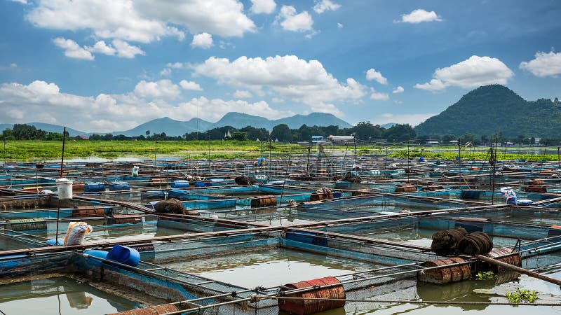 Fish farms in Thailand stock image. Image of farm, asian - 299376755