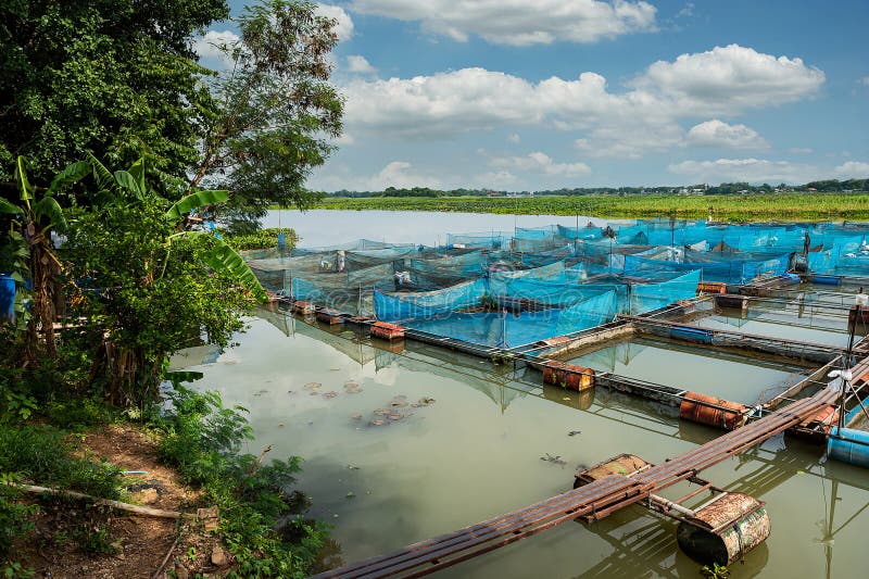 Fish farms in Thailand stock photo. Image of fish, fisheries - 299376872