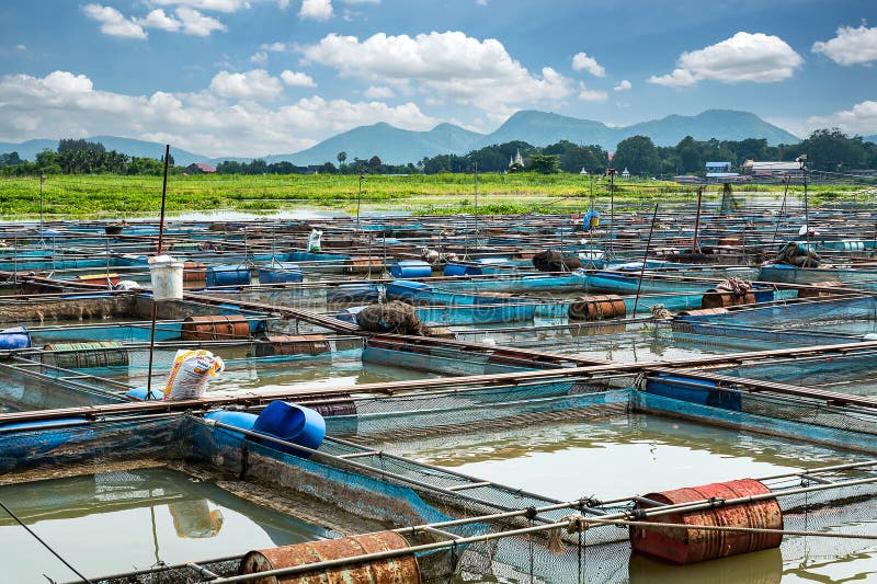 Fish farms in Thailand stock photo. Image of sunset - 300441162