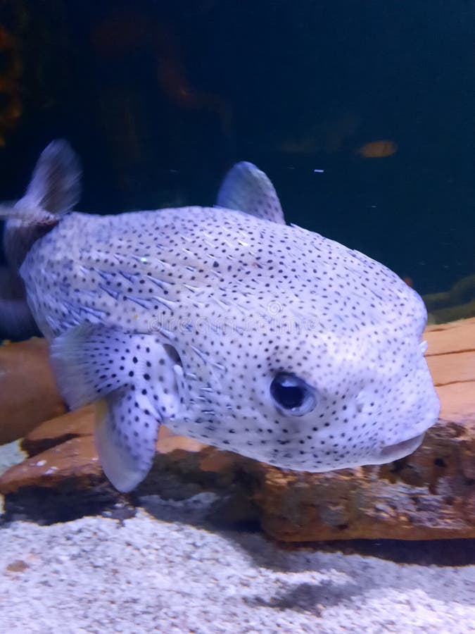 183 Fish Moving Fast Stock Photos - Free & Royalty-Free Stock Photos ...