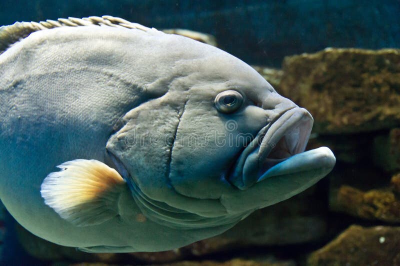 Fat Skinny Stock Photos - Download 5,006 Royalty Free Photos