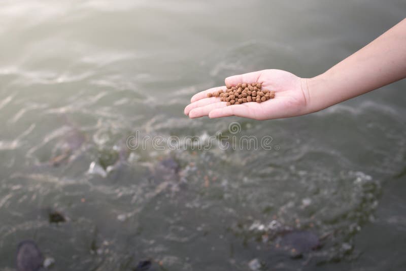 Fish feed stock image. Image of close, color, pellets - 78921165