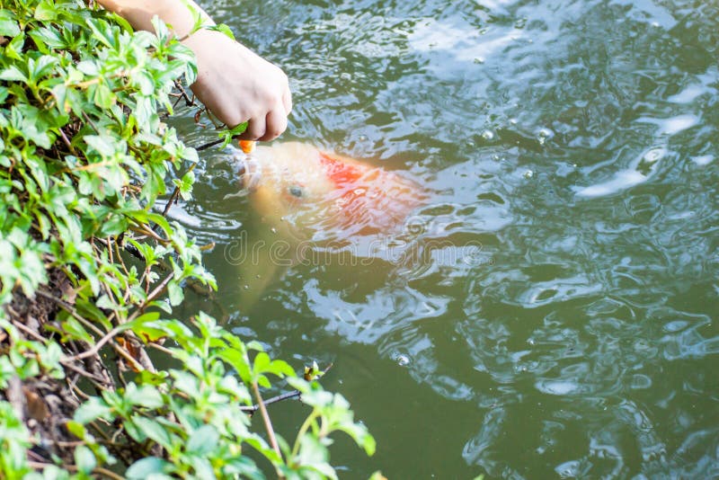 Fish feed stock photo. Image of goldfish, care, cute - 62092748