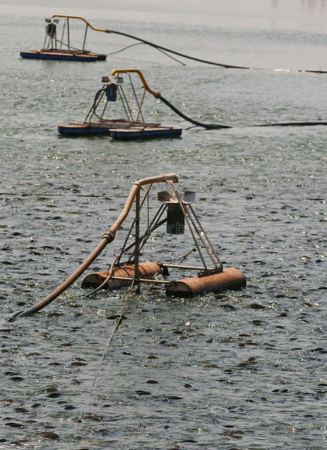 1+ Feeding trough fish Free Stock Photos - StockFreeImages