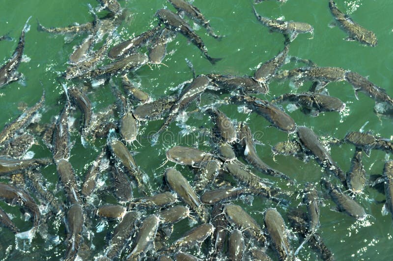 Fish Feeding stock photo. Image of water, animals, catfish - 22100192
