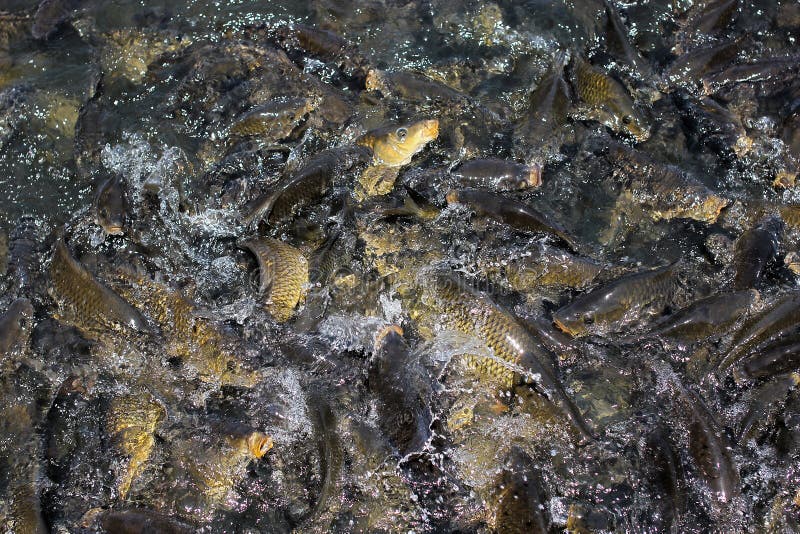 Fish feeding stock photo. Image of farm, species, seafood - 27128686