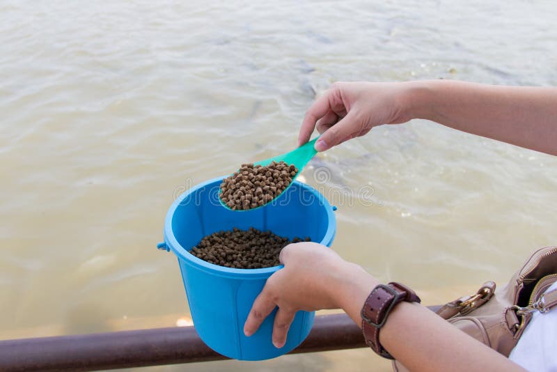Fish feeding stock photo. Image of hand, fish, leisure - 38188936