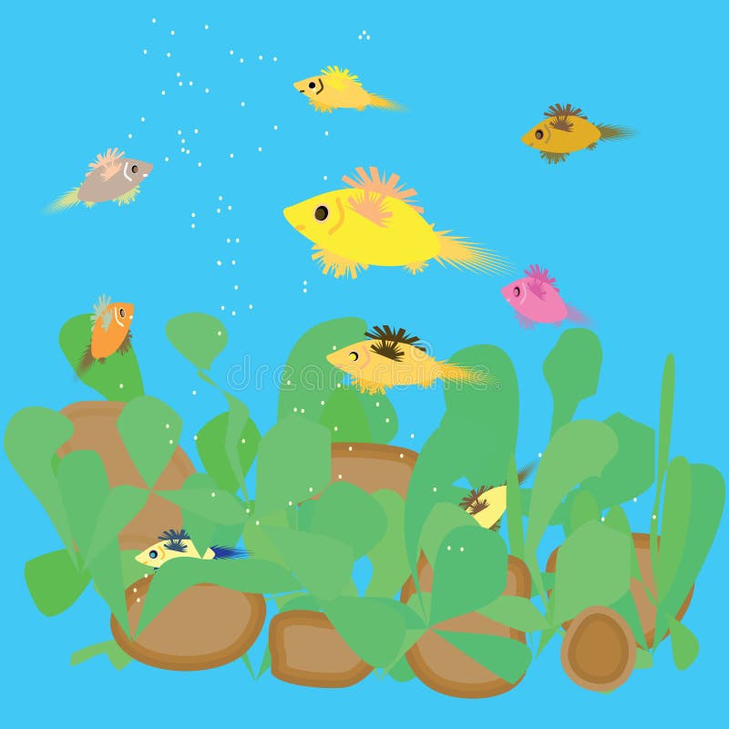 Fish Feeding in the Aquarium Stock Vector - Illustration of star ...