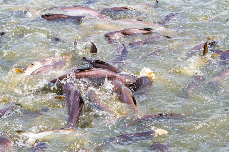 Fish feeding stock image. Image of water, feeding, feed - 74846113