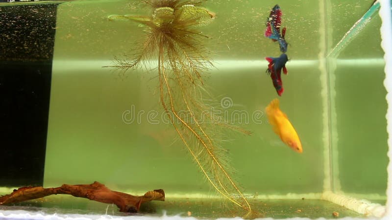 Fish Fighting is Embracing for Breeding and Egg Collection. Stock ...