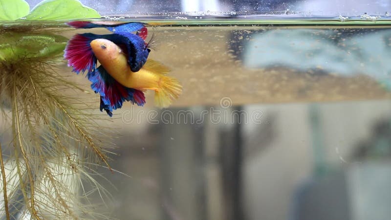 Fish Fighting is Embracing for Breeding and Egg Collection. Stock ...