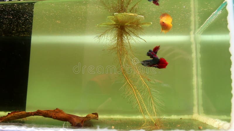 Fish Fighting is Embracing for Breeding and Egg Collection. Stock ...