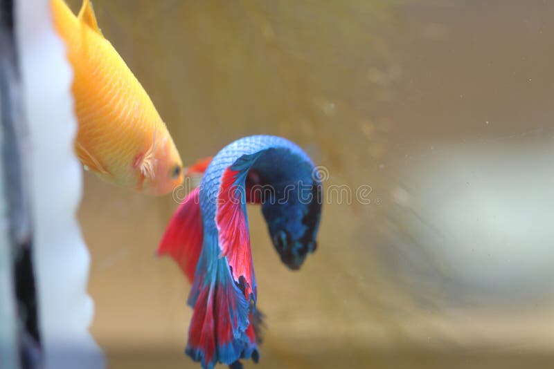 Fish Fighting is Embracing for Breeding. Stock Photo - Image of white ...