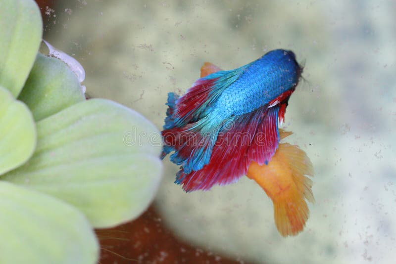 Fish Fighting is Embracing for Breeding. Stock Photo - Image of ...