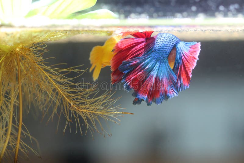 Fish Fighting is Embracing for Breeding. Stock Image - Image of motion ...