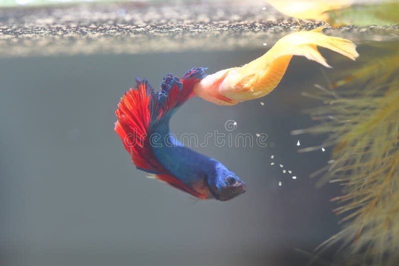 Fish Fighting is Embracing for Breeding. Stock Image - Image of elegant ...