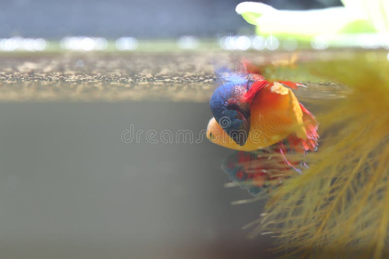 Koi Fish are Fighting Over for Food and Even Jumping, Low Light Shoots ...