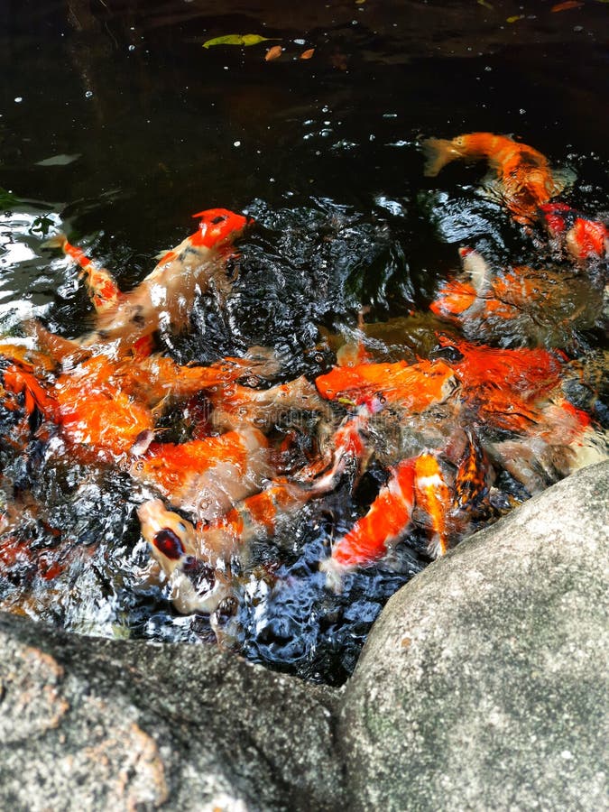 Fish that are Fighting for Food Stock Image - Image of invertebrate ...