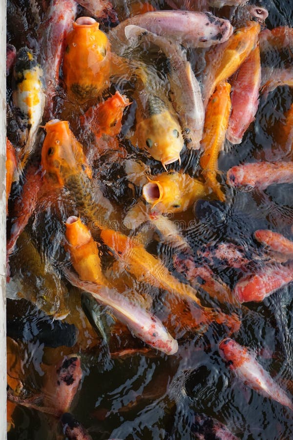 The Fish Fighting Over Food Stock Photo - Image of yellow, water: 121996614
