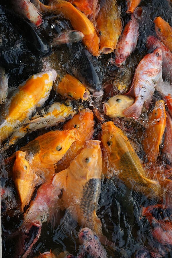 The Fish Fighting Over Food Picture. Image: 121996667