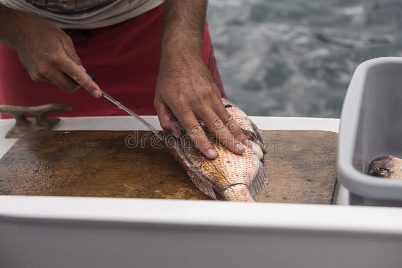 Fish Filleting stock image. Image of catchoftheday, sharp - 29292181