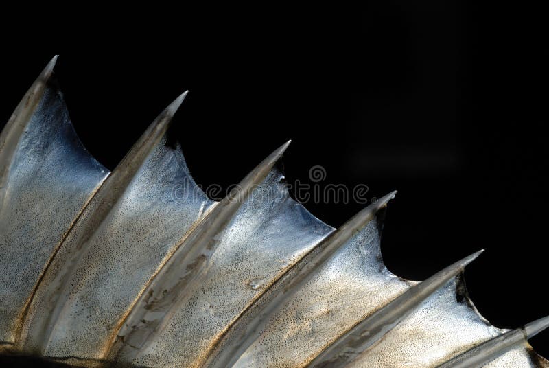 Fish fin stock photo. Image of marine, swim, isolated - 15511932