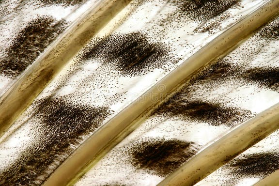 3,910 Fish Fin Texture Stock Photos - Free & Royalty-Free Stock Photos ...