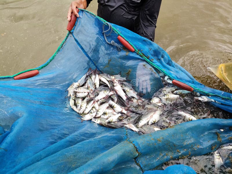 Fish Fingerling Collection by Blue Net Stock Photo - Image of ...