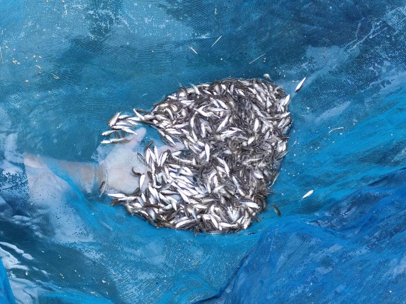 Fish Fingerling for Sell in Blue Net Stock Image - Image of waterbird ...