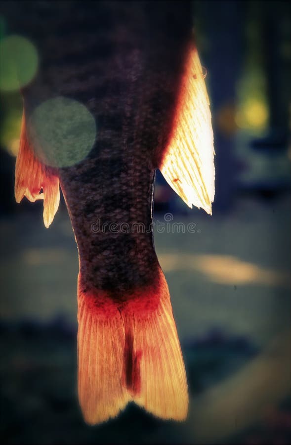 Fish Fins and Tail with Backlighting Stock Image - Image of tail ...