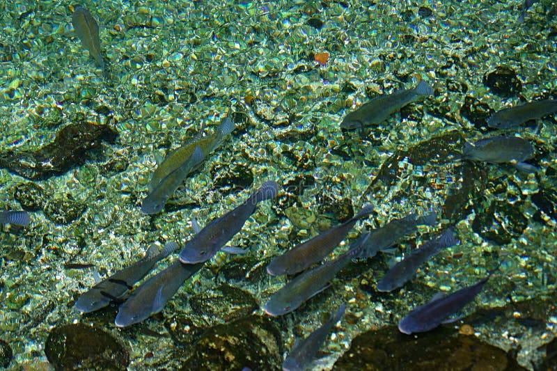 Cardumen Colors Stock Photos - Free & Royalty-Free Stock Photos from ...