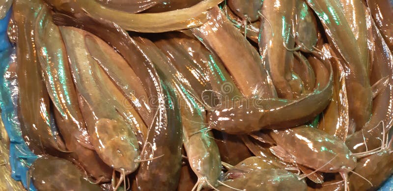 Catfish in Market, Thailand Stock Image - Image of isolated, crops ...