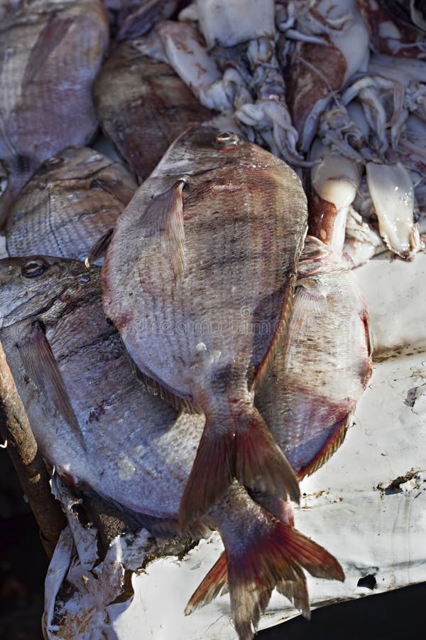Fish on Fish Market Morocco Stock Photo - Image of ingredient, ocean ...
