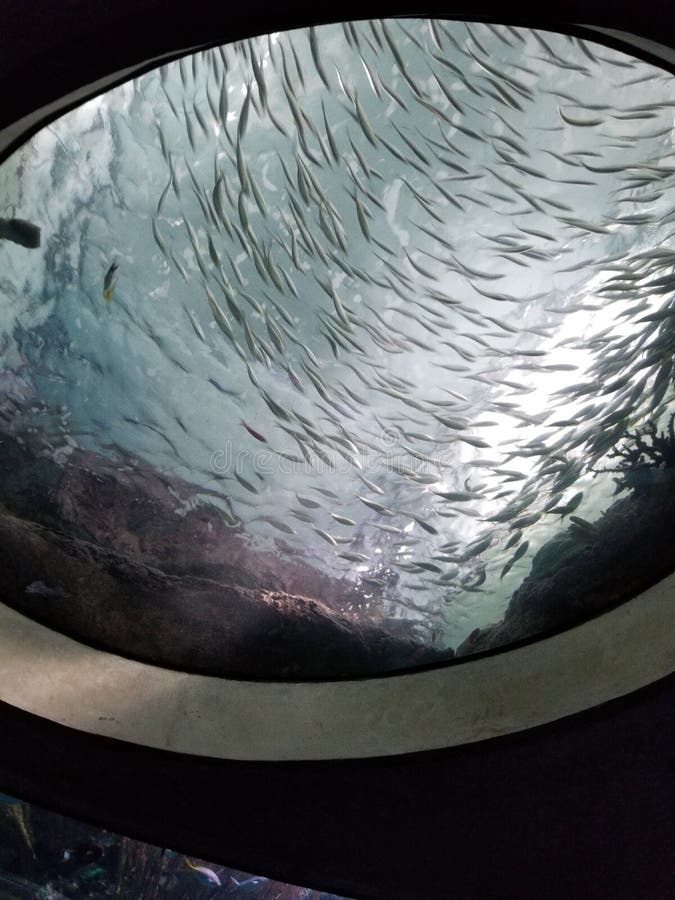 Fish stock image. Image of ocean, circle, fish, swimming - 114100961