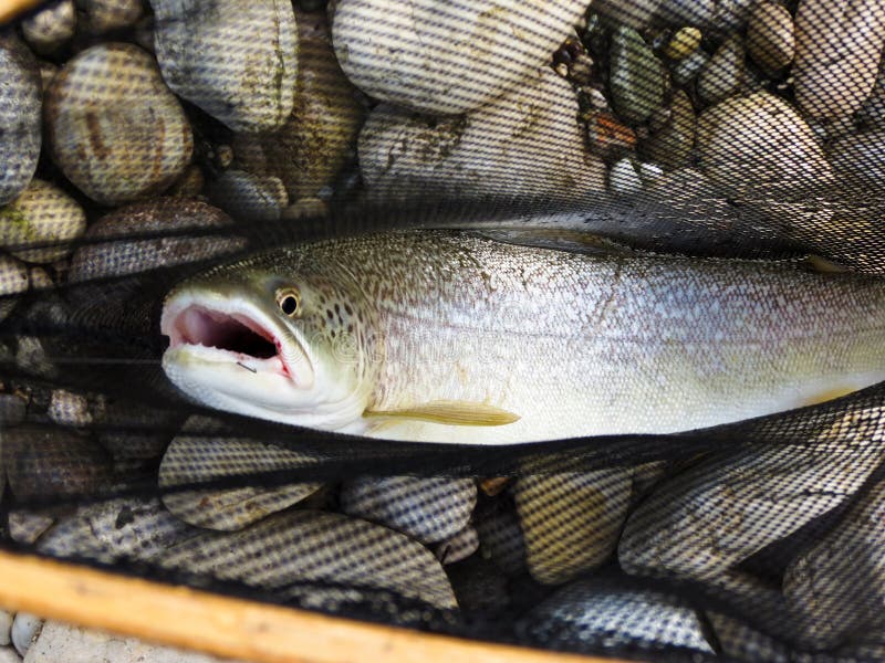 Fish in fisherman s net stock image. Image of rainbow - 39809573